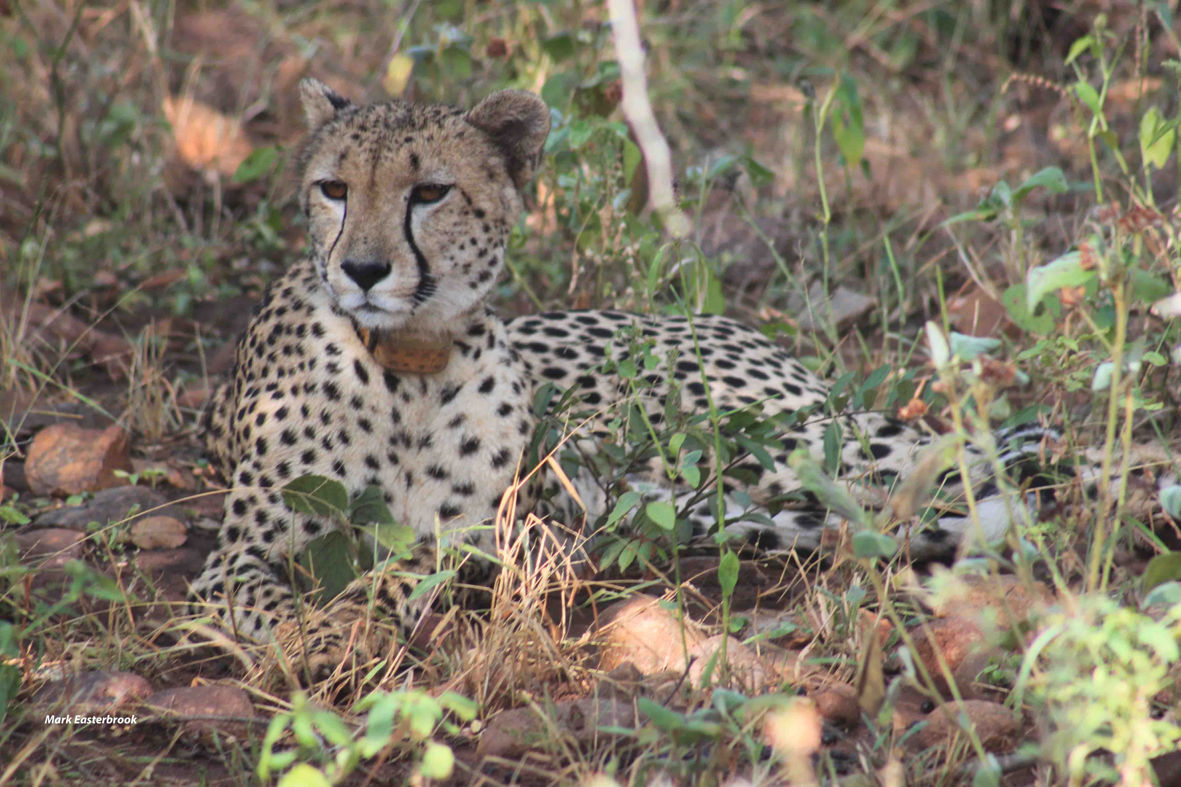 GVI Limpopo – Establishing a cheetah breeding population on disturbed ...