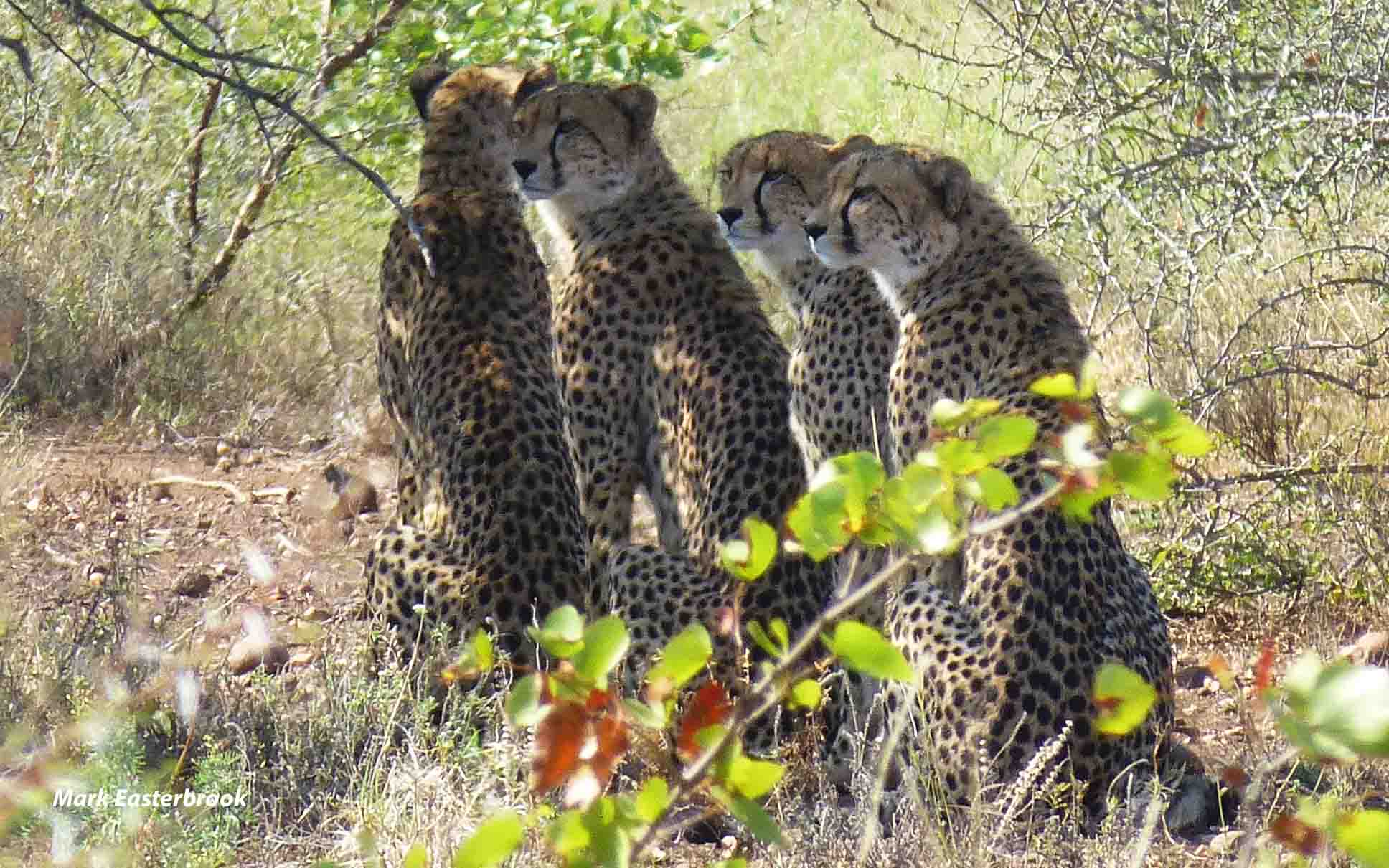 Cheetah – Ecosystem Hotspots