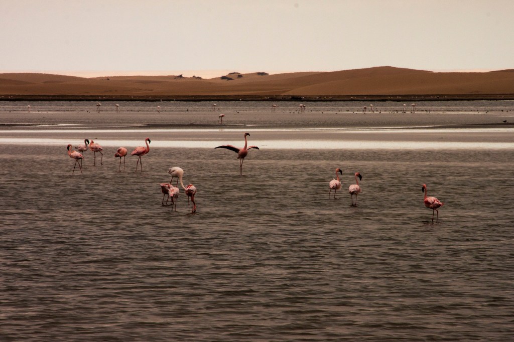 Flamingo – Ecosystem Hotspots
